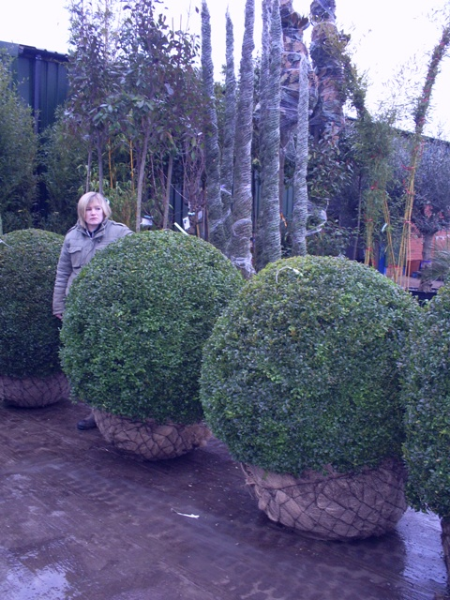 Seagrave Nurseries Box Buxus Ball 100cm Diameter
